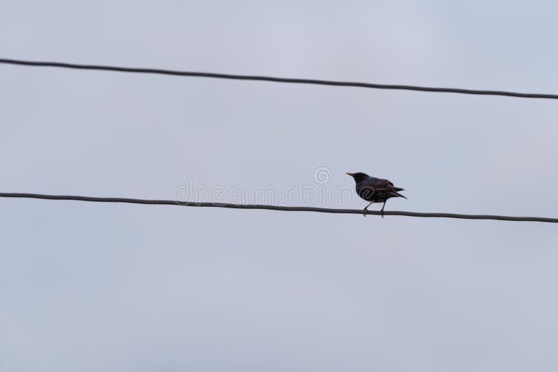 A Common Starling on a Power Cable in Bad Weather Stock Image - Image ...