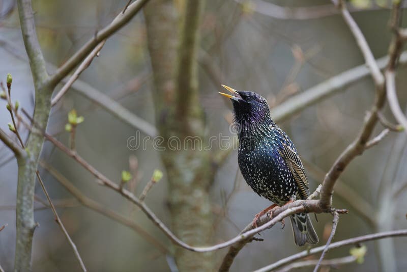 Common Starling stock image. Image of common, starling - 50190857