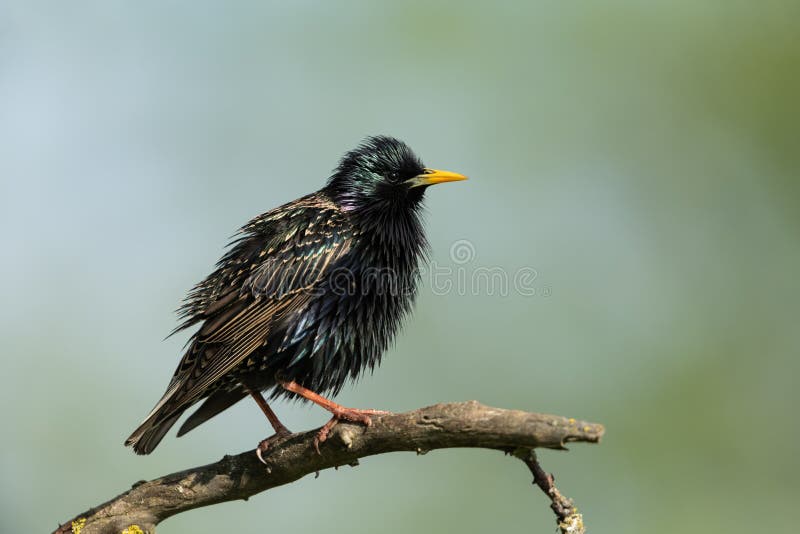 Common starling stock photo. Image of trees, summer - 169790462