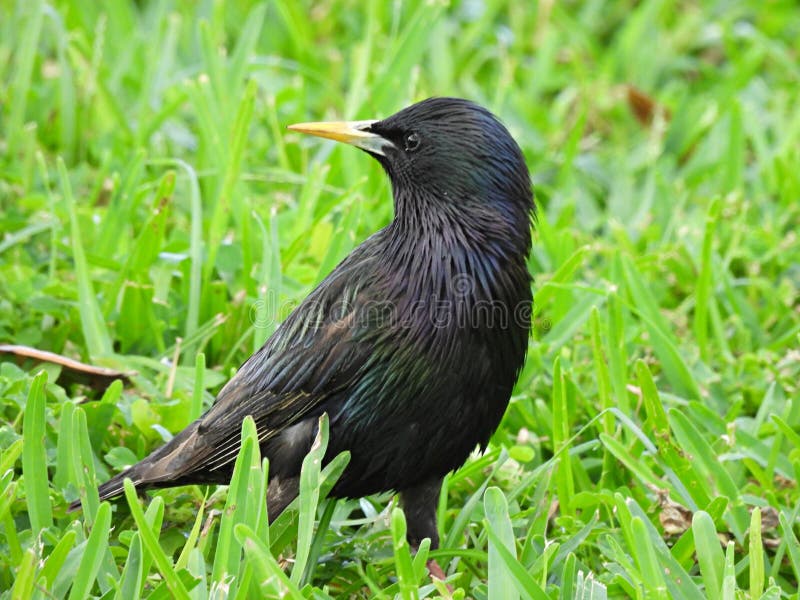 Common Starling (Sturnus Vulgaris) Stock Photo - Image of rear ...