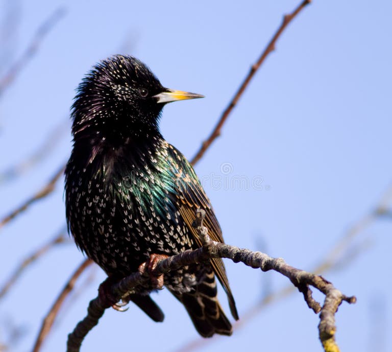 Common Starling, Sternus Vulgaris Stock Photo - Image of starling, foot ...