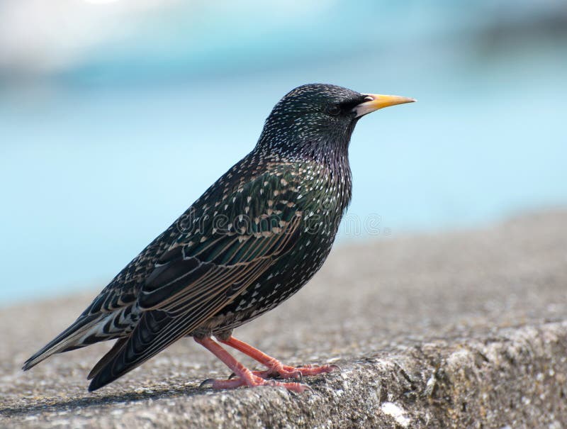 The common starling stock image. Image of european, europe - 118245047