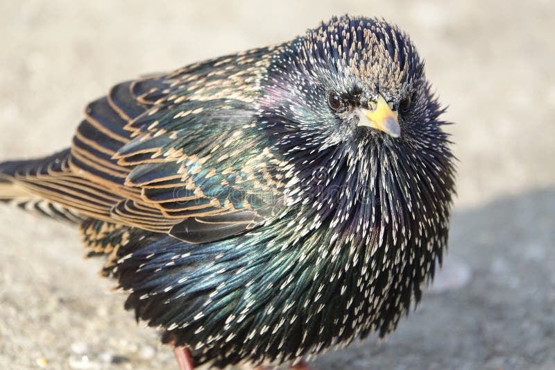 Common Starling (Sturnus Vulgaris) Stock Image - Image of plumage ...
