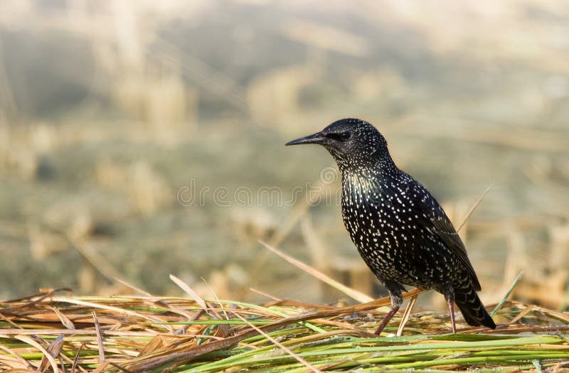 Common Starling stock image. Image of atural, resting - 30652677