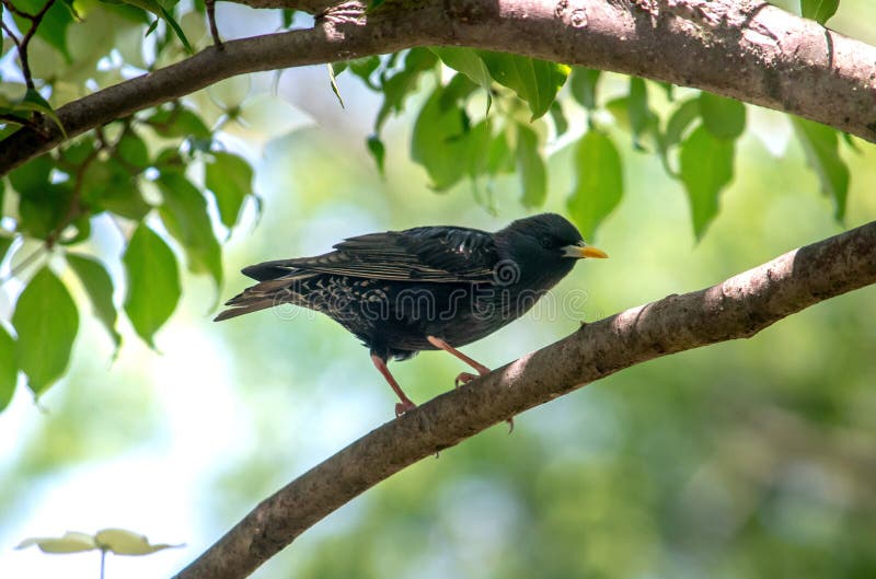 Common Starling on a Tree Branch Stock Photo - Image of european ...