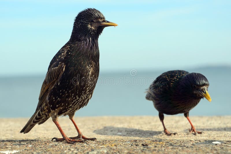 Common Starlings, Seahouses, England Stock Image - Image of gull ...