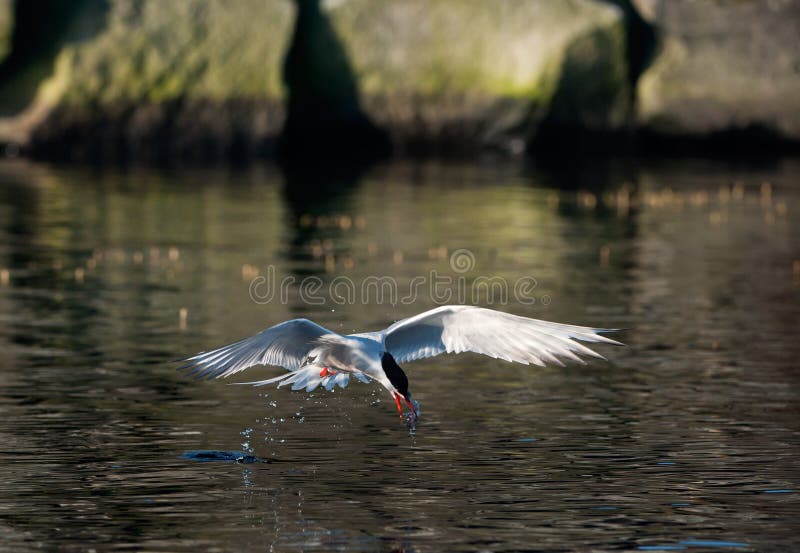 The common stern fishes. stock image. Image of beak, fauna - 22273263