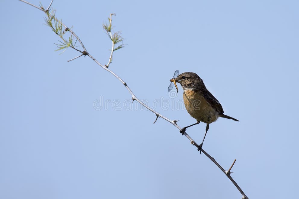 Common Stone Chat Sit on Twig with Insect in Mouth Stock Image - Image ...