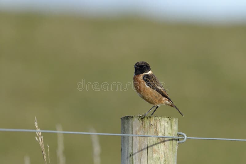Common Stonechat stock photo. Image of rural, winter - 110186716
