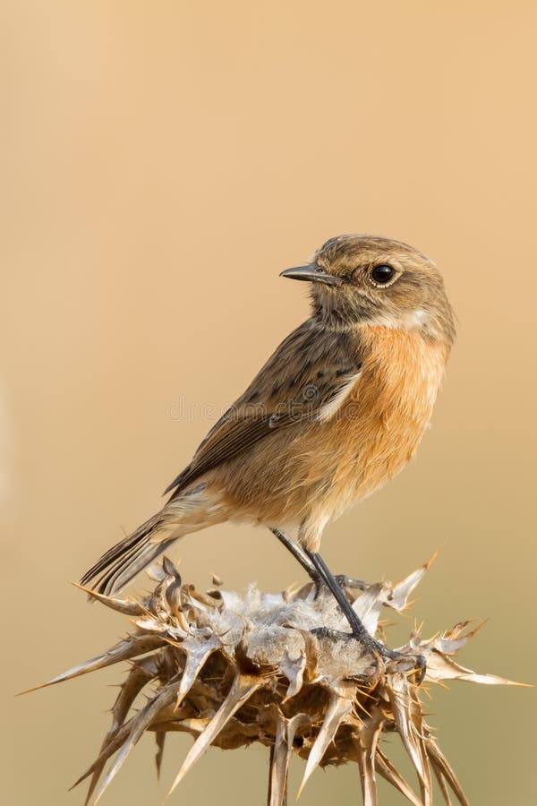 Common Stonechat stock photo. Image of torquatus, bird - 47510518