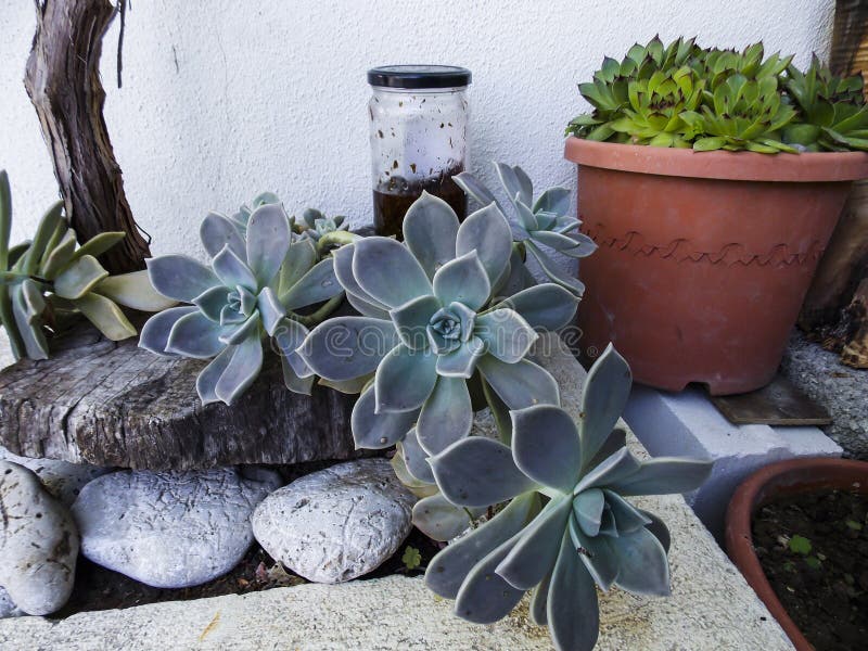 Common Stonecrop Sedum Closeup Macro Stock Image - Image of detail ...