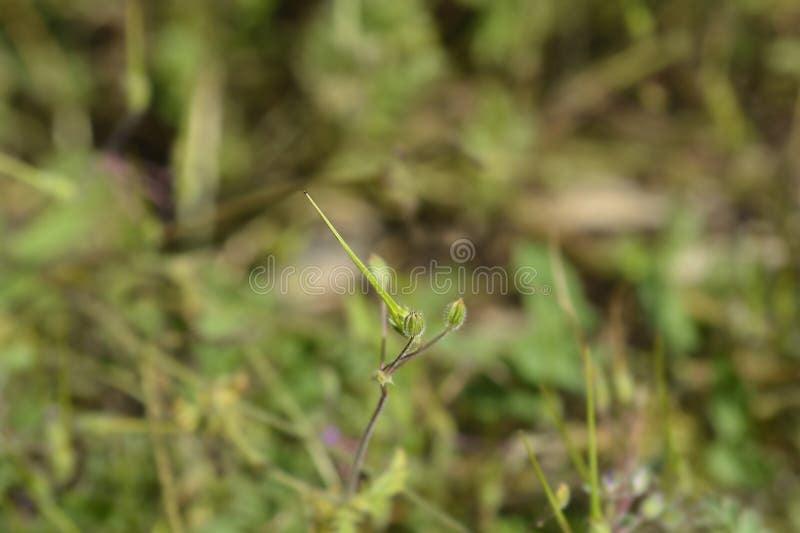 Common storksbill stock image. Image of outdoors, cicutarium - 353711341