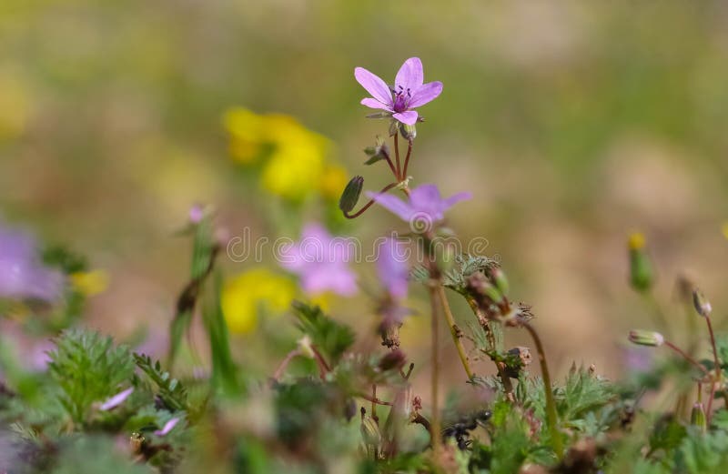 Common storksbill stock photo. Image of storksbill, name - 273340568