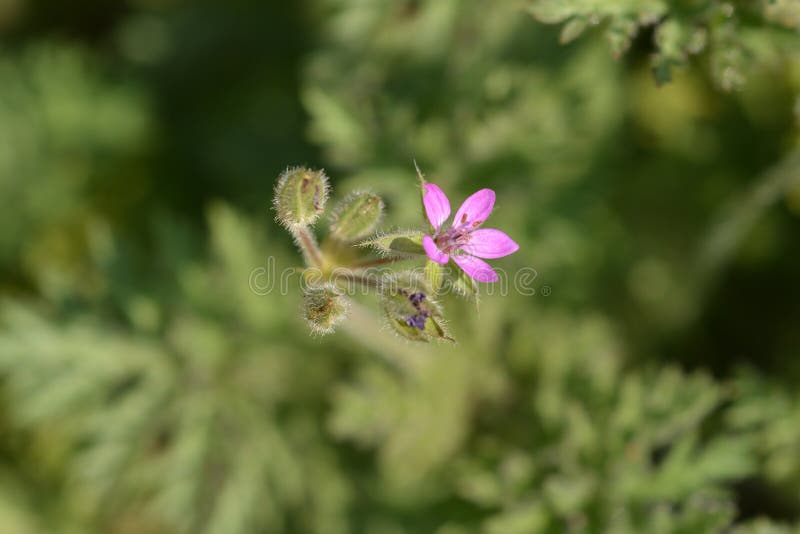 Common storksbill stock image. Image of green, leaf - 124594679