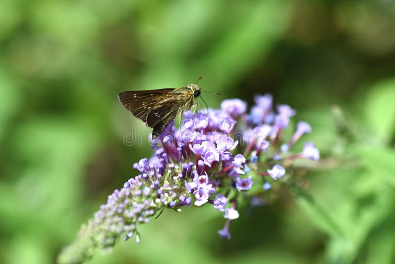 A Common Straight Swift ( Parnara Gutata ). Lepidoptera Hesperioidea ...