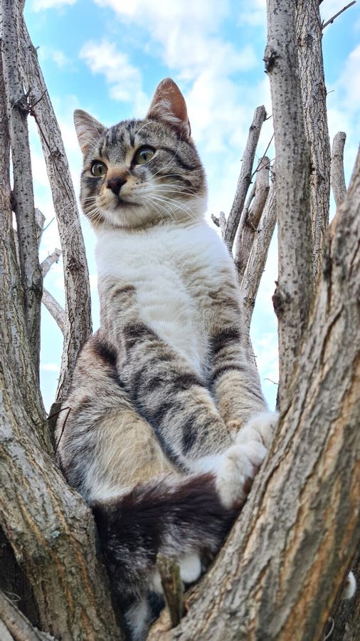Common Stray Cat Up in a Tree Stock Image - Image of wildlife, stray ...