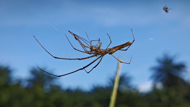Common Stretch Spider Hanging on the Cob-web Lurking for Prey. Stock ...