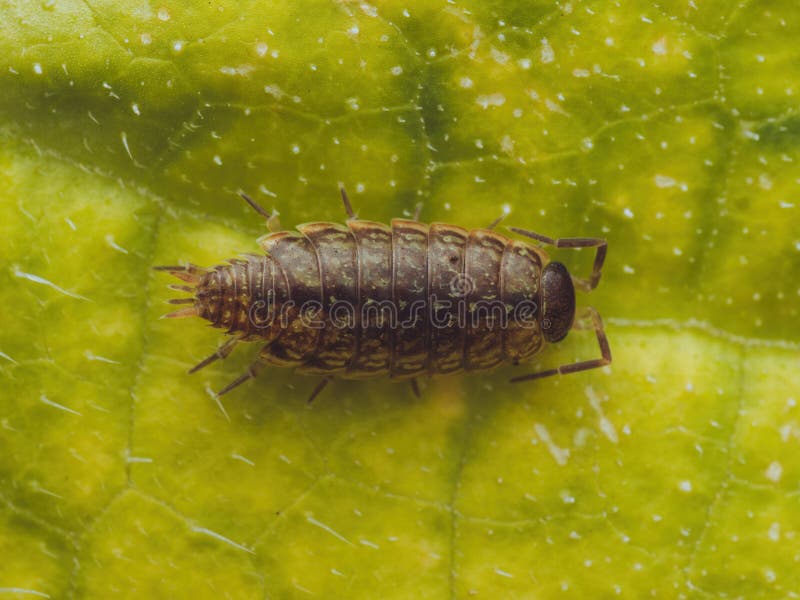 Common Striped Woodlouse Stock Photos - Free & Royalty-Free Stock ...