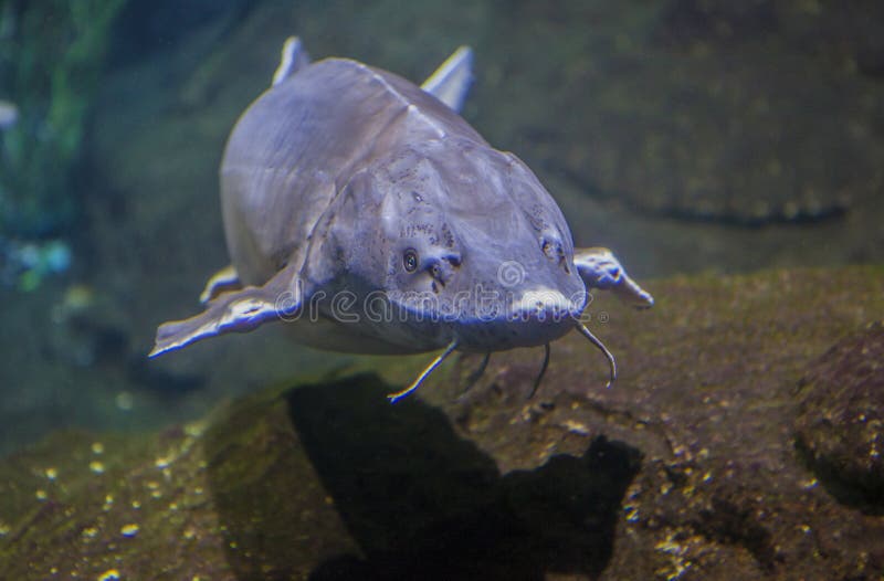 Common Sturgeon or Acipenser Sturio Stock Image - Image of animals ...