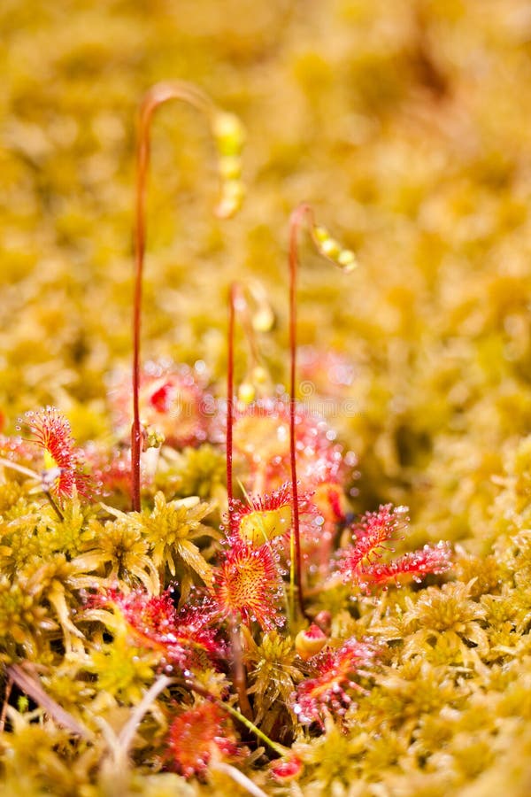 Common Sundew (Drosera Rotundifolia ) Stock Photo - Image of tentacle ...