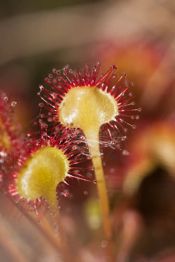 Common Sundew (Drosera Rotundifolia ) Stock Photo - Image of tentacle ...