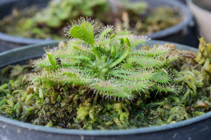 Common sundew stock image. Image of carnivorous, perennial - 66565185