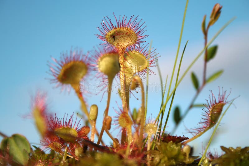 Common Sundew - Carnivorous Plant Stock Photo - Image of sundews, round ...