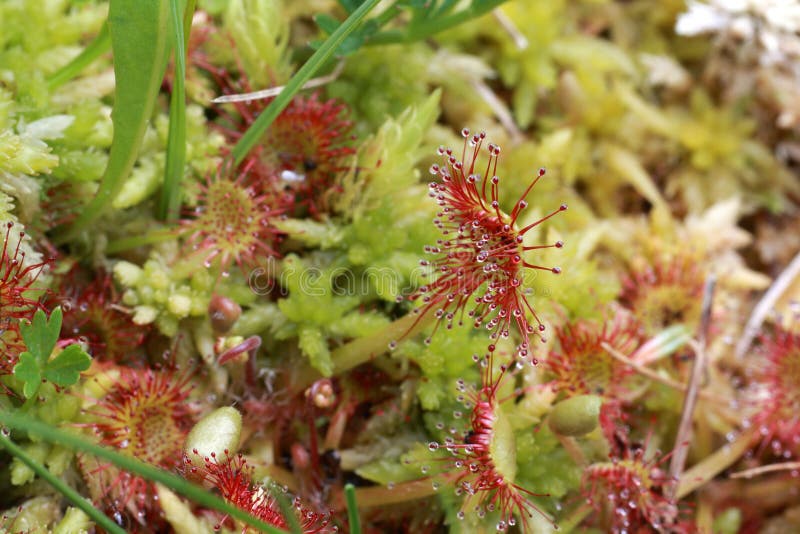 Common sundew stock image. Image of carnivorous, biodiversity - 84562927