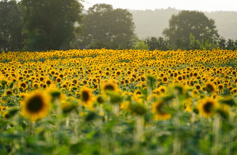 Common Sunflower on a Field during Summer Stock Photo - Image of ...