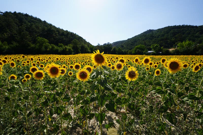 Common Sunflower on a Field during Summer Stock Photo - Image of ...