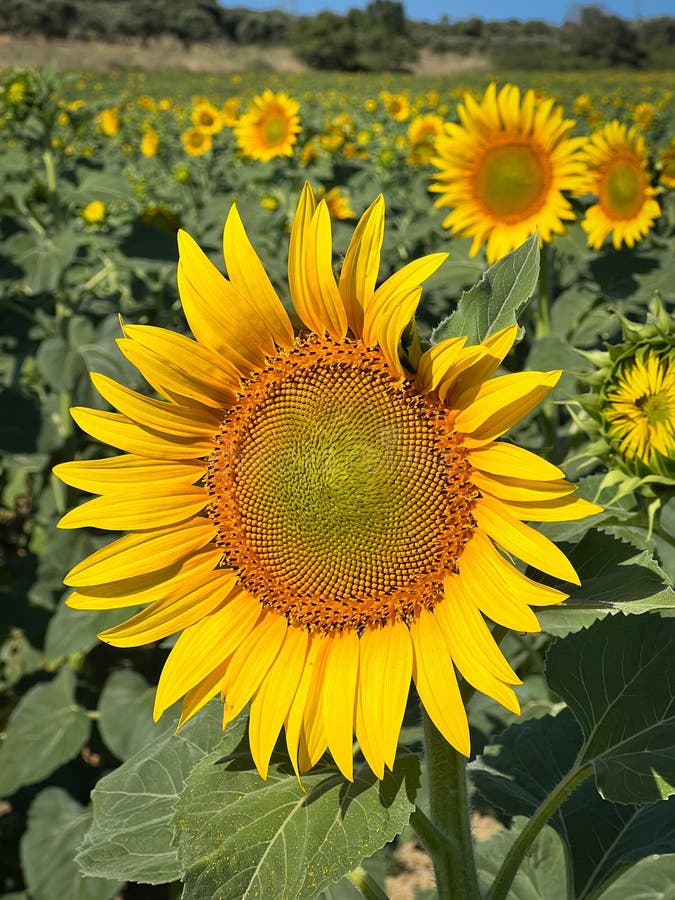 Common Sunflower on a Field Stock Photo - Image of farm, bright: 371934752