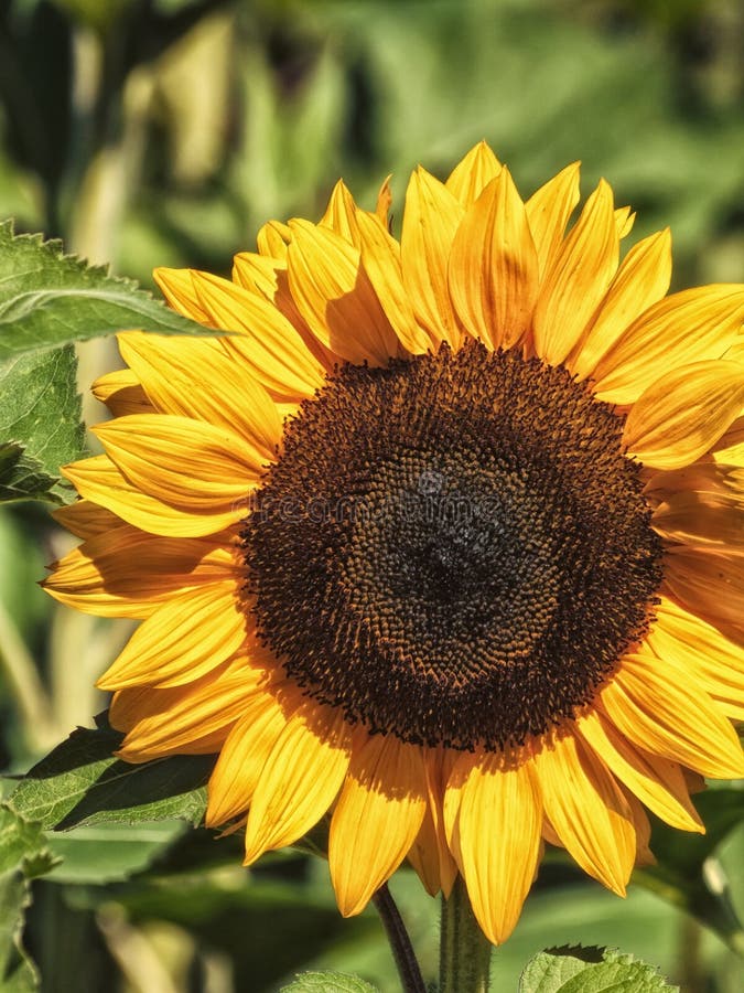 The Common Sunflower, is a Large Annual Forb of the Genus Helianthus ...