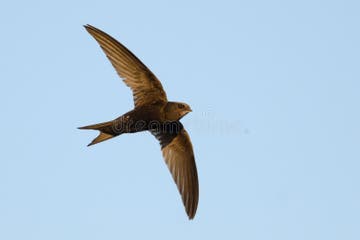 Common Swift stock image. Image of bird, flight, speed - 37716115