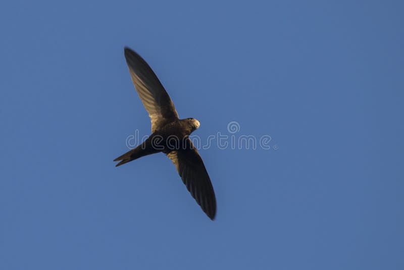 Common Swift Apus apus. stock image. Image of velocity - 173886233