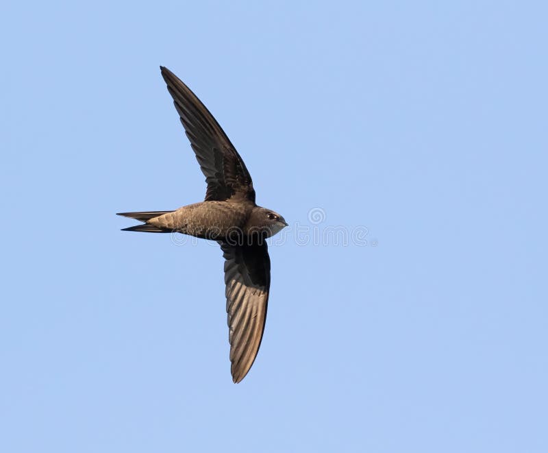 Common Swift, Apus Apus. a Bird Flies Against a Blue Sky Stock Photo ...