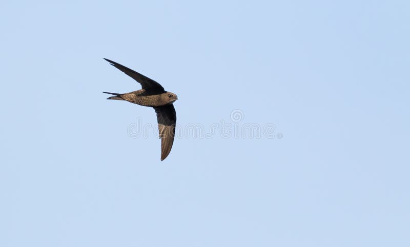 Common Swift, Apus Apus. a Bird Flies Against a Blue Sky Stock Photo ...