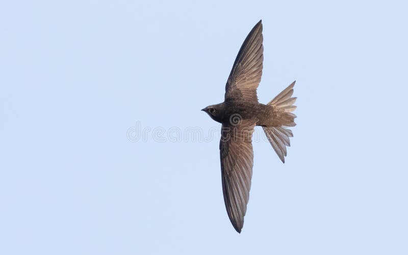 Common Swift, Apus Apus. a Bird in Flight Against the Sky Stock Image ...