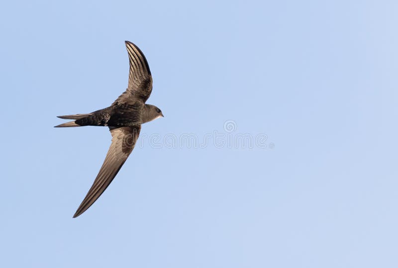 Common Swift, Apus Apus. a Bird in Flight Against the Sky Stock Image ...