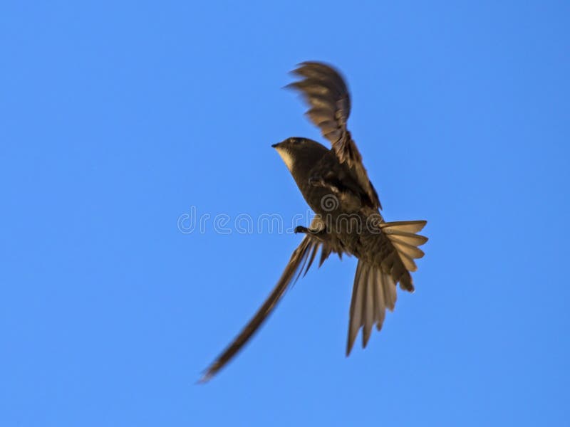 Common Swift Apus apus. stock image. Image of boomerang - 189411719