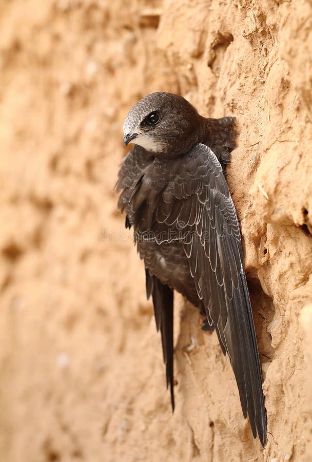 Common Swift Apus Apus on Clay Wall Stock Photo - Image of birding ...