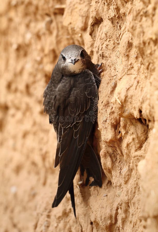 Common Swift Apus Apus on Clay Wall Stock Image - Image of apus, fast ...