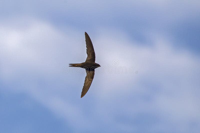 Swift flying over head stock image. Image of biology - 122607157