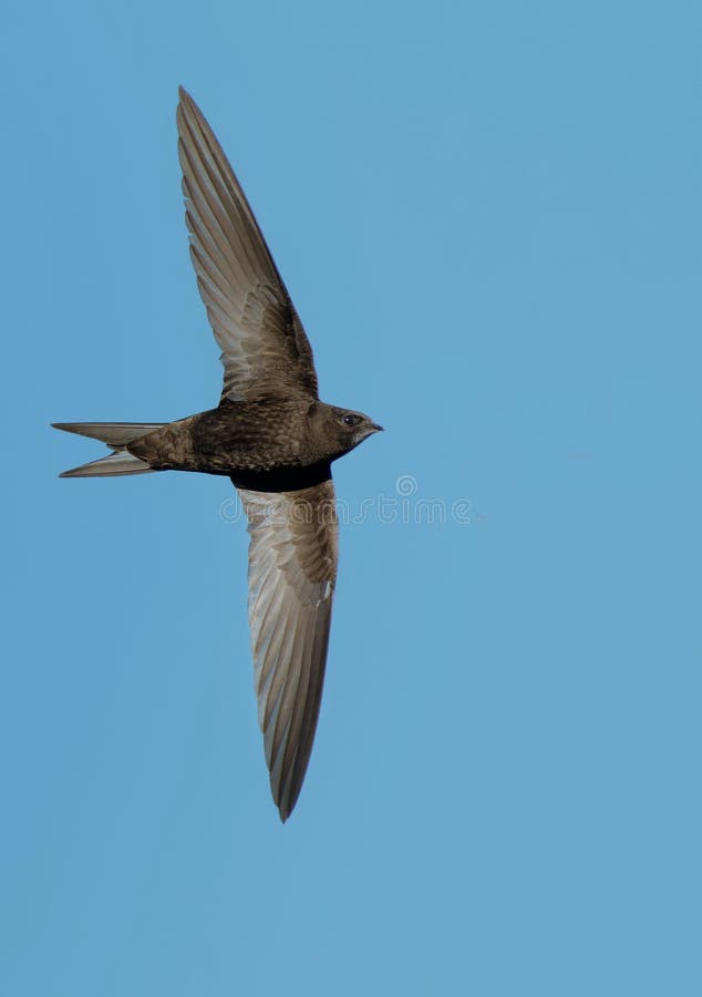 Common Swift (Apus Apus) in Flight. Bird in Flight Stock Image - Image ...