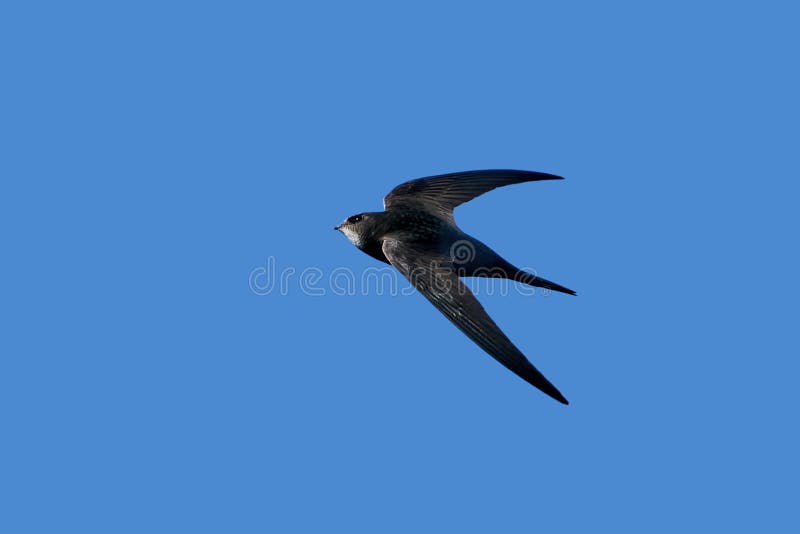 Common Swift stock image. Image of speed, flight, swallow - 38109447