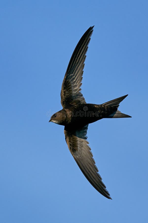 Common swift Apus apus stock image. Image of skies, bird - 151376255