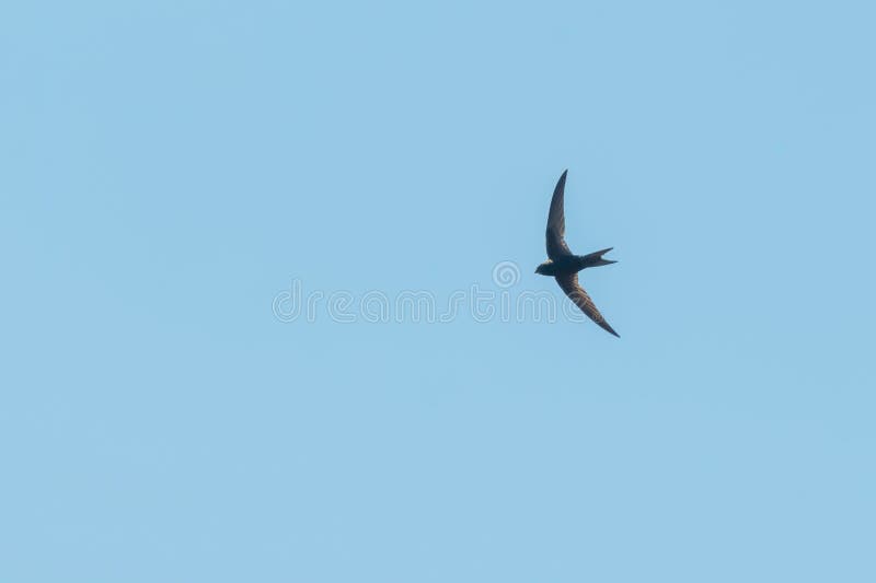Common Swift Apus Apus in Flight Blue Sky Stock Image - Image of animal ...