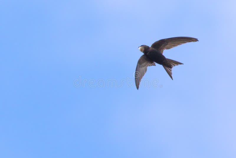 Common swift Apus apus stock photo. Image of feathering - 122506174