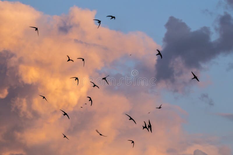 Common Swift Apus apus. stock photo. Image of flight - 176229072