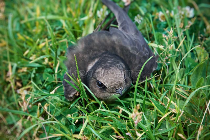 The Common Swift (Apus Apus) Has Fallen into the Grass and Cannot Take ...