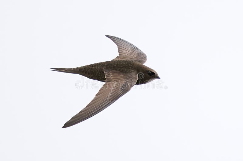 Common swift (Apus apus) stock photo. Image of swift - 376167692